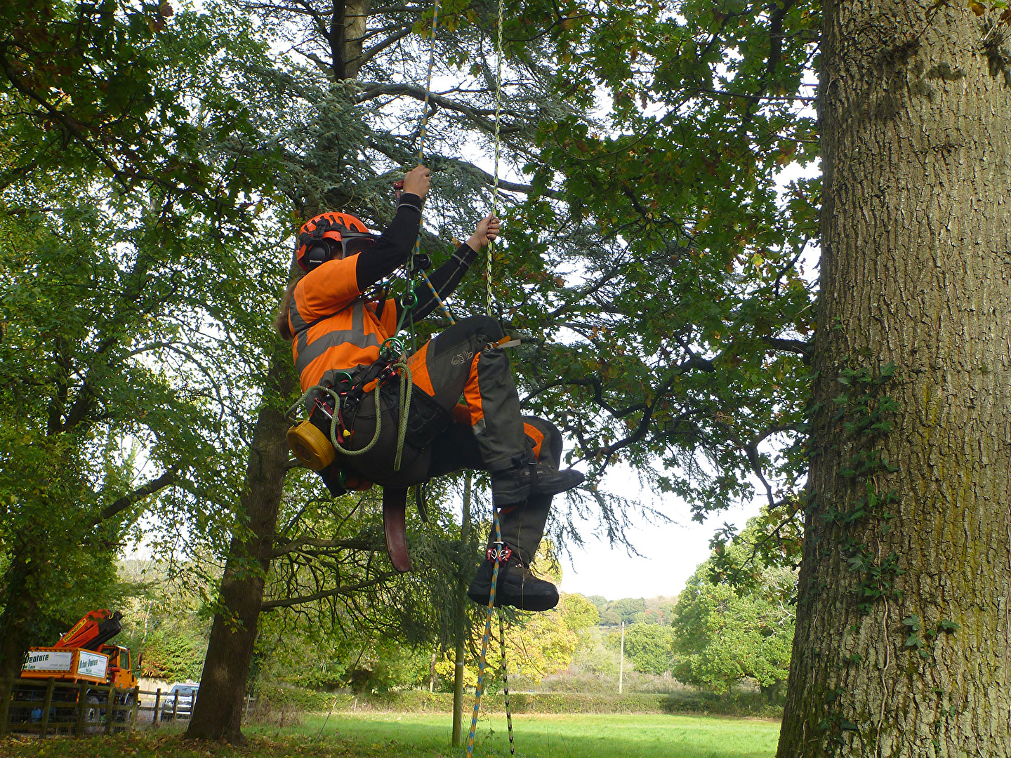 Tree Care Company Uses Ninja™ Foot Ascender to Climb Faster and Easier ...
